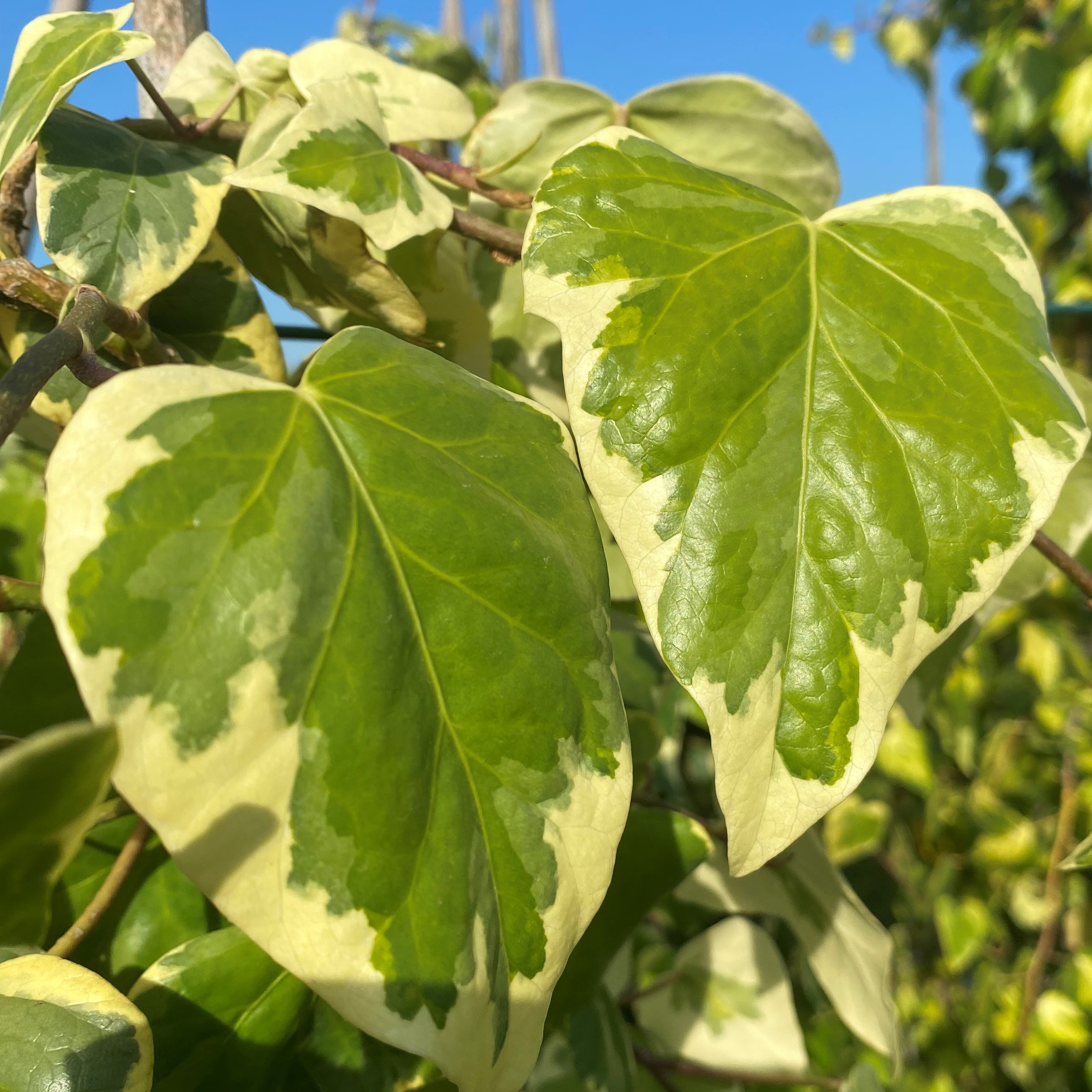 Hedera colchica 'Dentata Variegata'